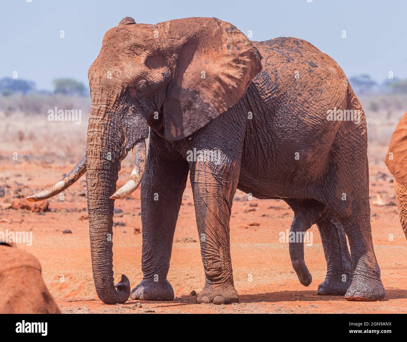 Elephants wildlife hi-res stock photography and images - Alamy