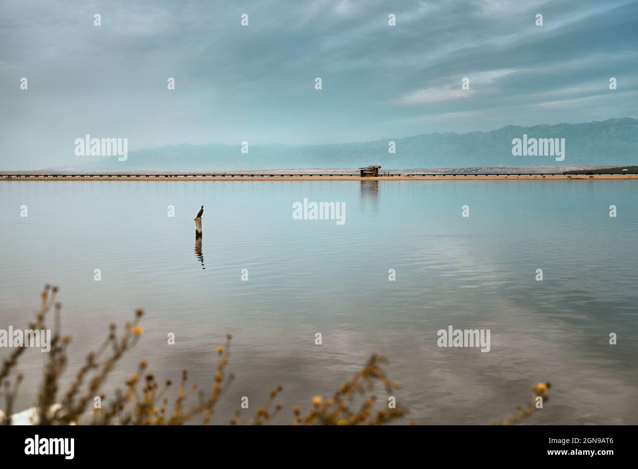 Birds at Nin Coast Croatia, Zadar. High quality photo Stock Photo - Alamy