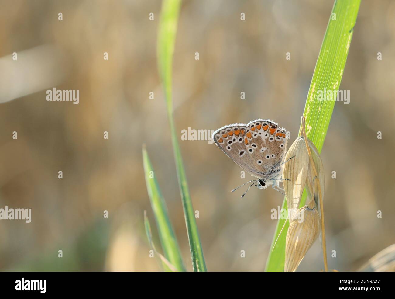 A beautiful butterfly on ears in my garden Stock Photo - Alamy