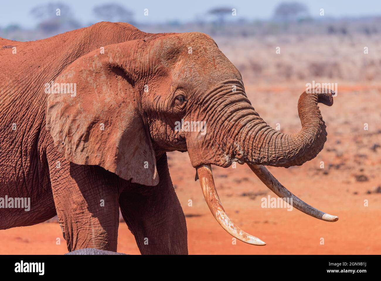 Five elephants hi-res stock photography and images - Alamy