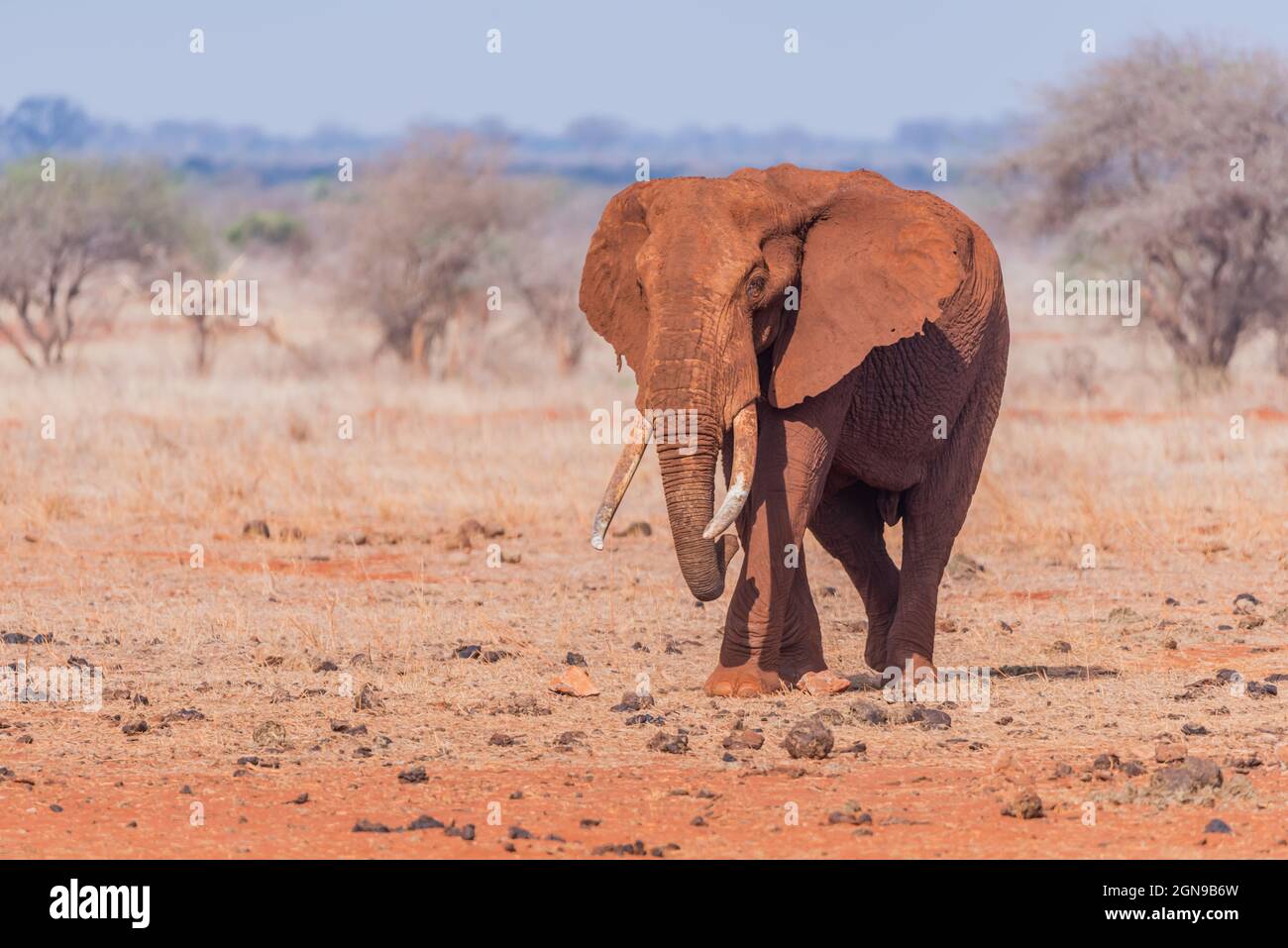Big five elephants hi-res stock photography and images - Alamy