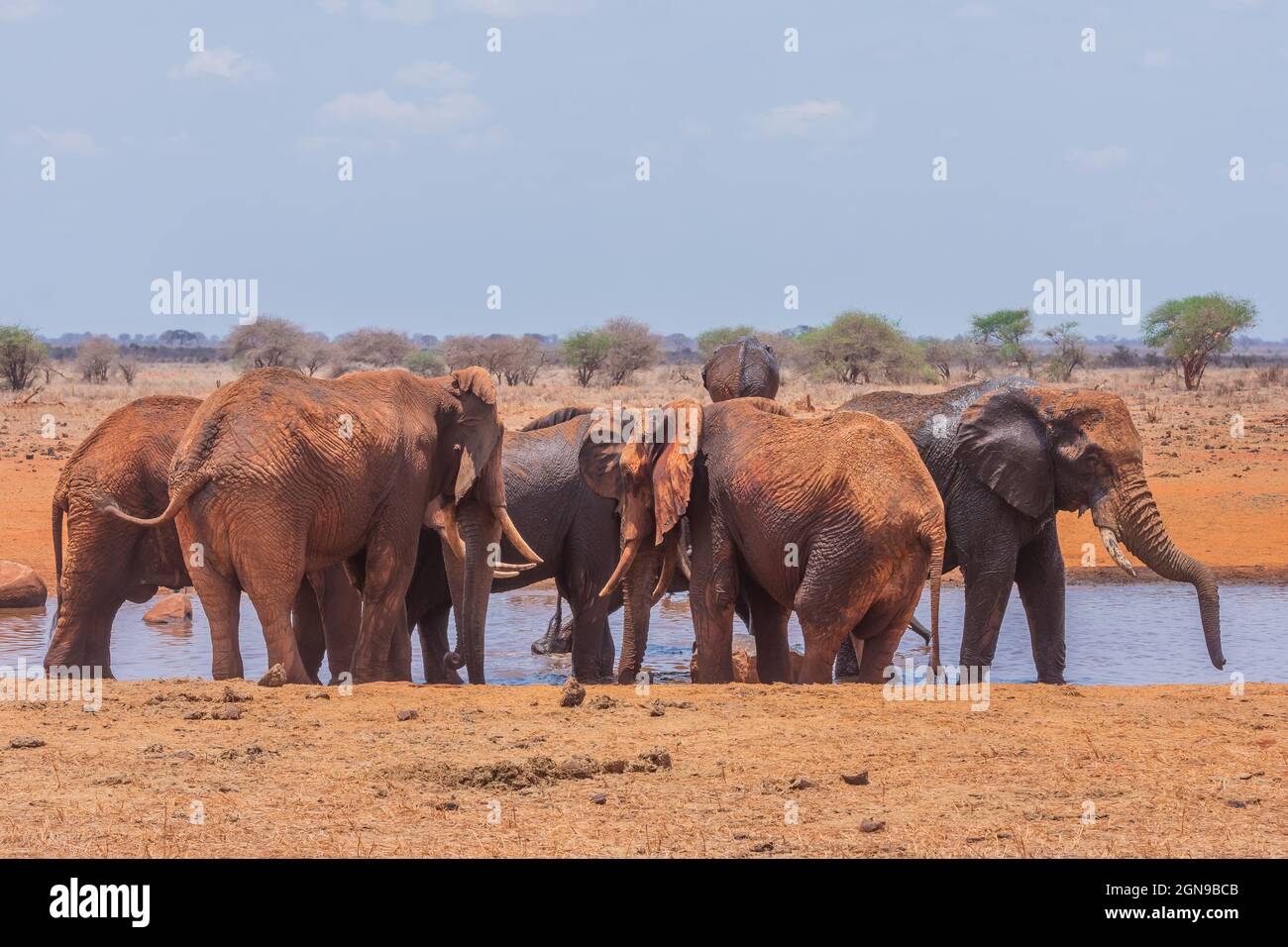 Elephants in dry landscape hi-res stock photography and images - Alamy