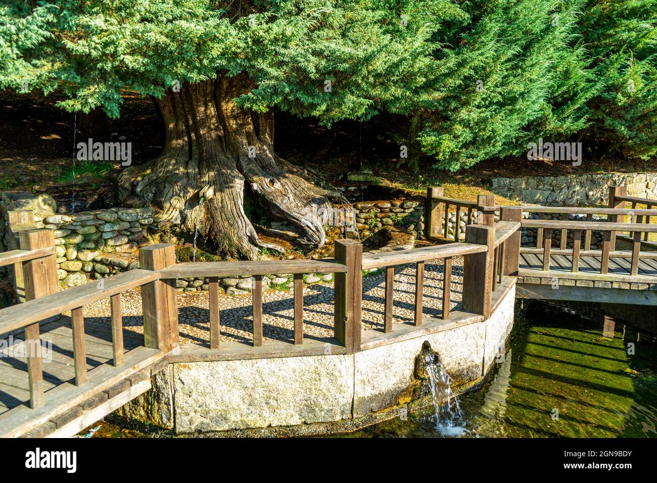 fountain that flows from a tree Stock Photo - Alamy