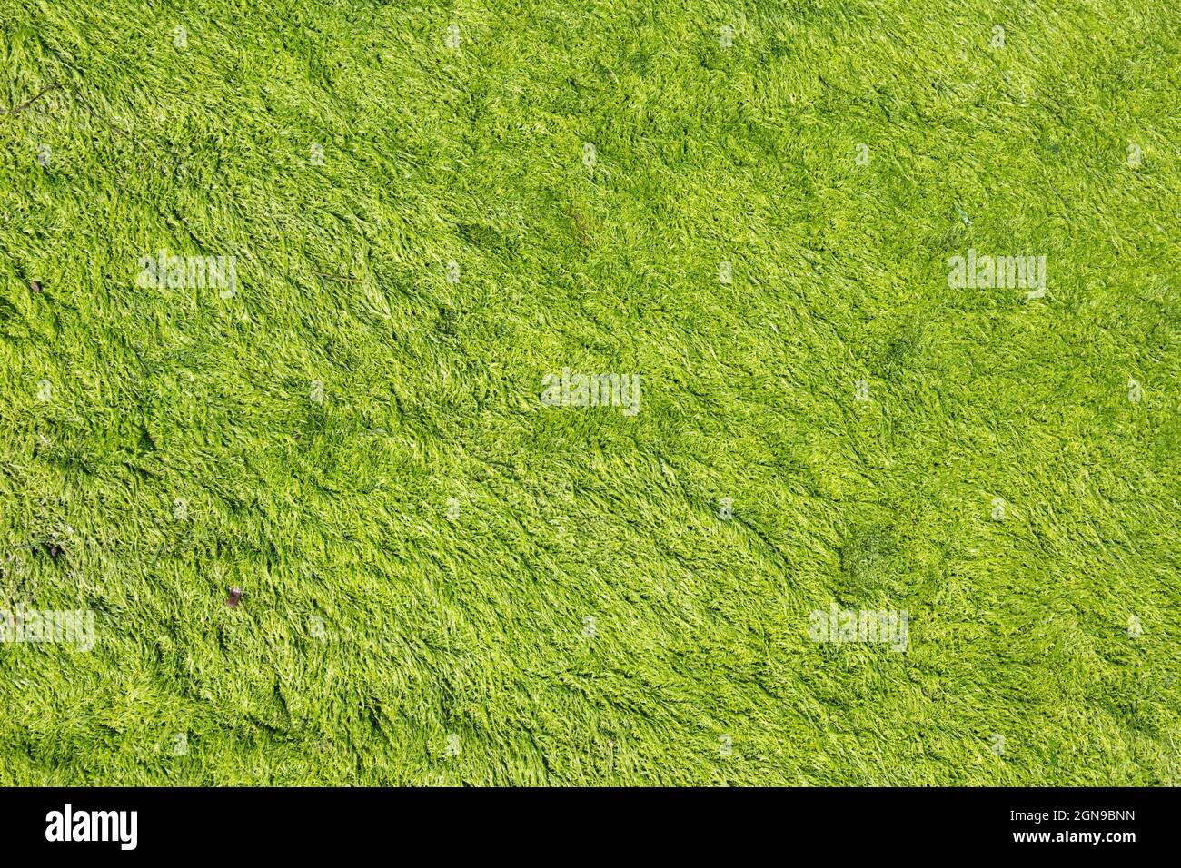 Abstract green algae background texture Stock Photo - Alamy