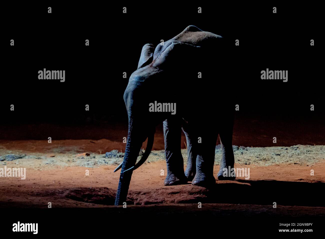 Elephants in landscape hi-res stock photography and images - Alamy