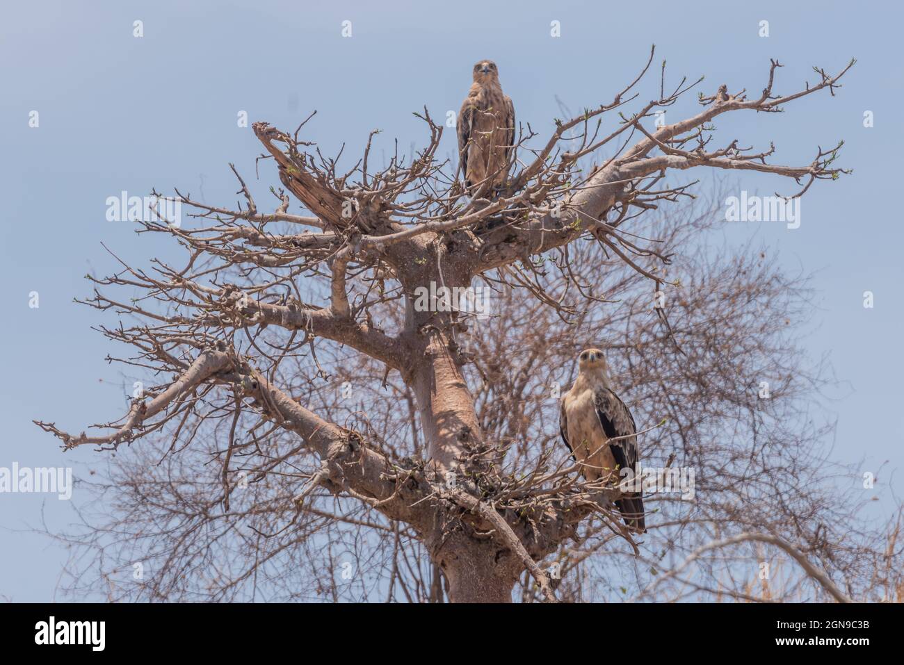 Eagle on the tree hi-res stock photography and images - Alamy