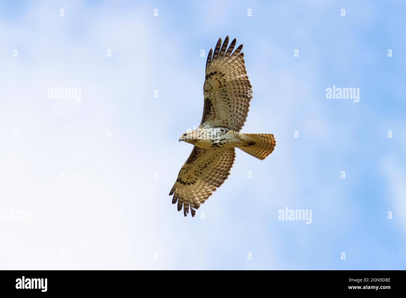 Red-tailed hawk in flight over the Pike National Forest of Colorado ...