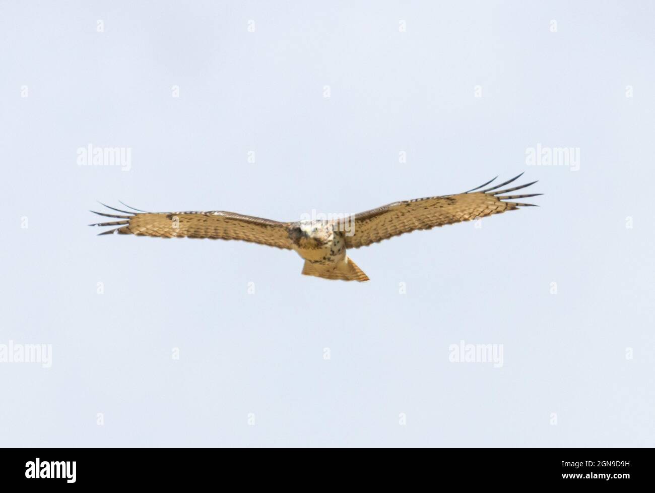 Red-tailed hawk in flight over the Pike National Forest of Colorado ...