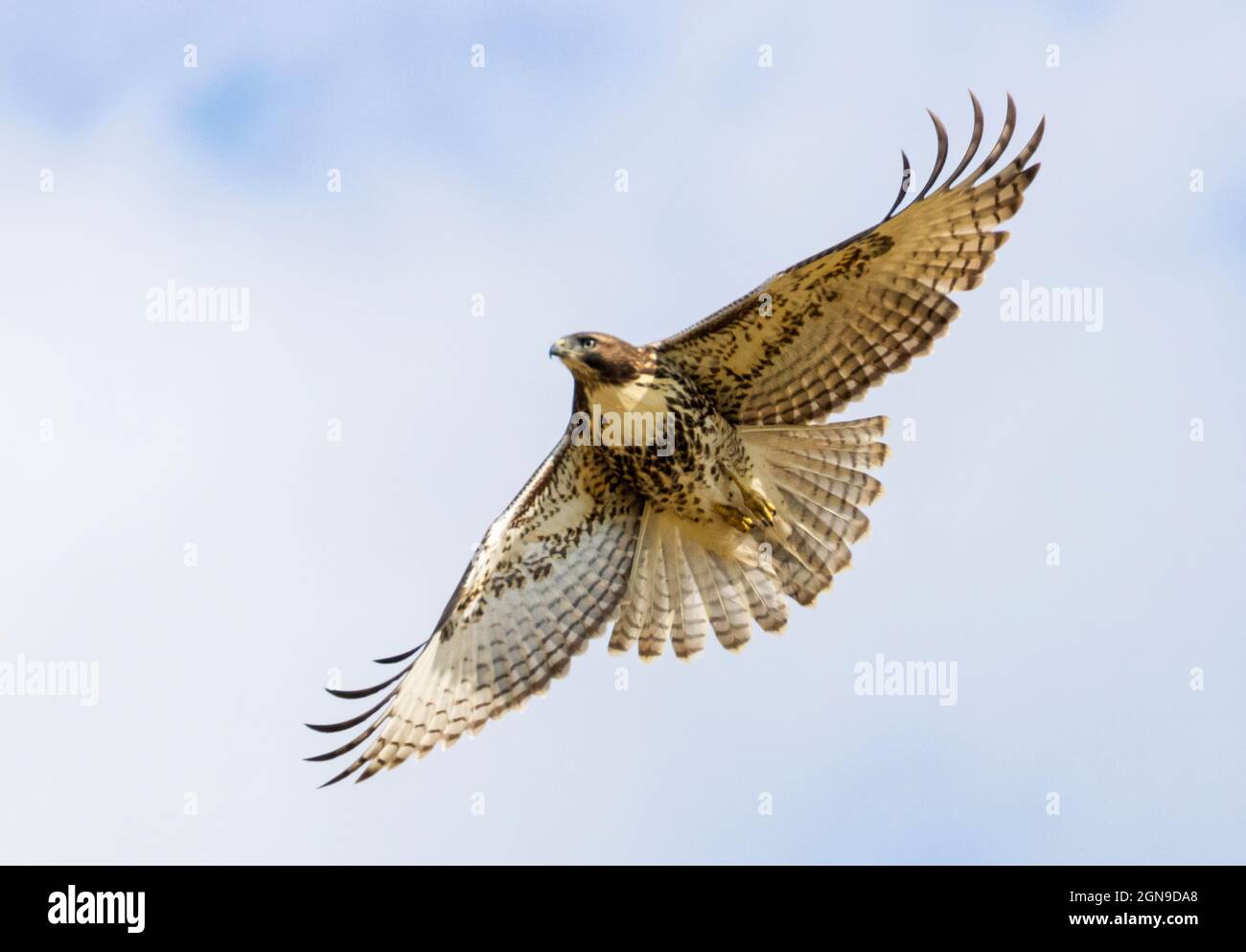 Red-tailed hawk in flight over the Pike National Forest of Colorado ...