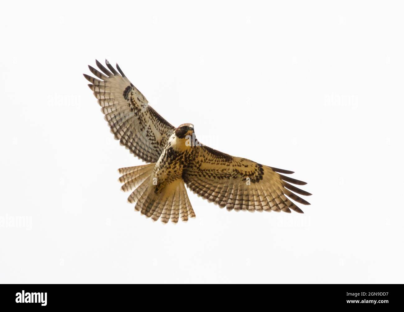 Red-tailed hawk in flight over the Pike National Forest of Colorado ...