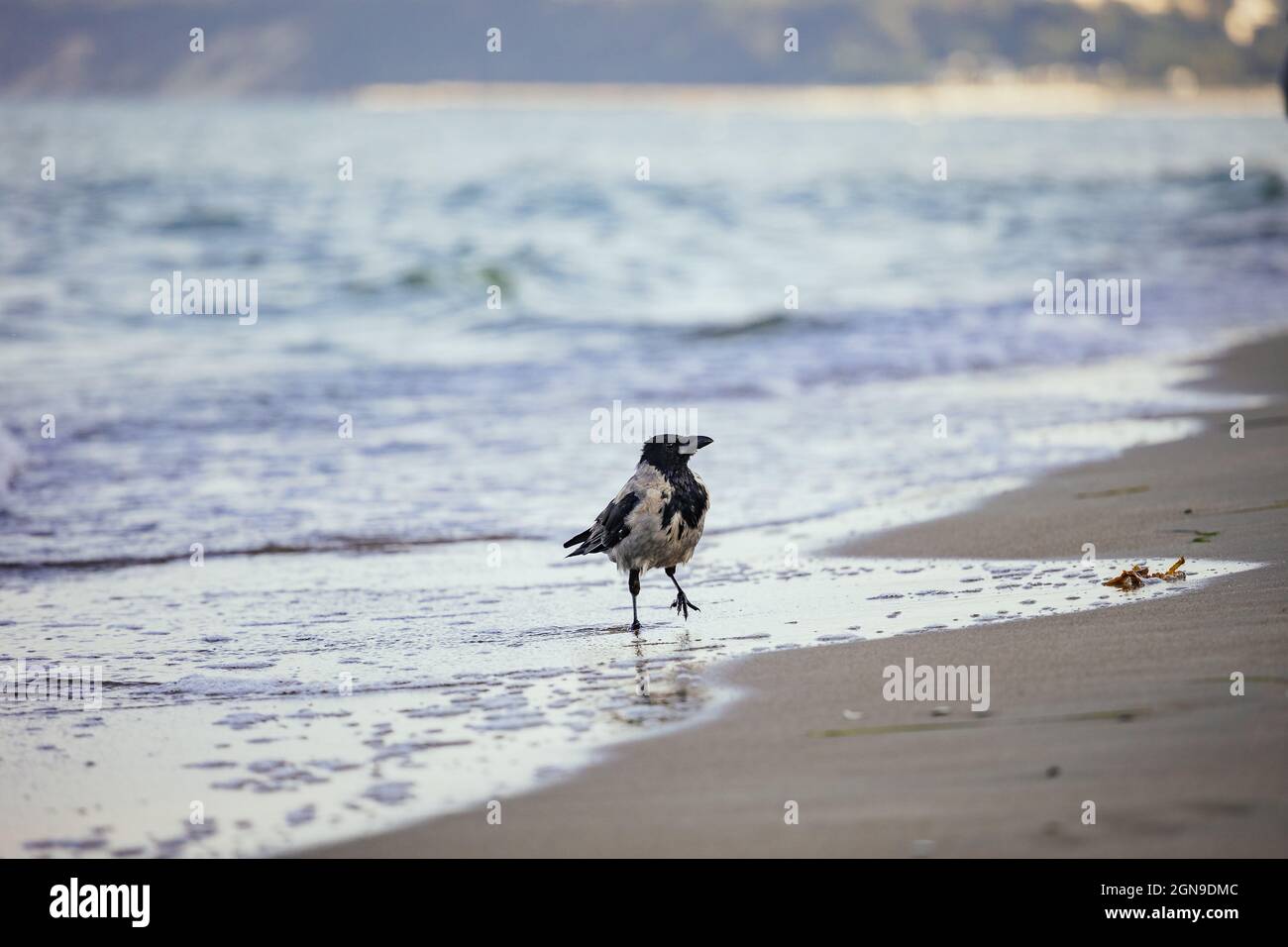 Soft focus of a gray crow walking on a sandy beach Stock Photo - Alamy