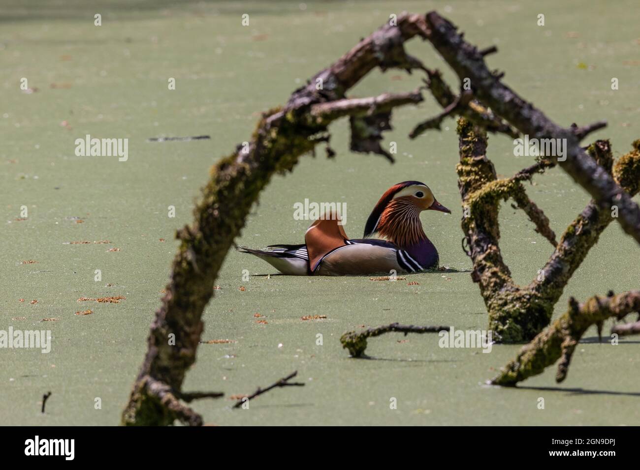 Mandarin duck on a green pond Stock Photo - Alamy