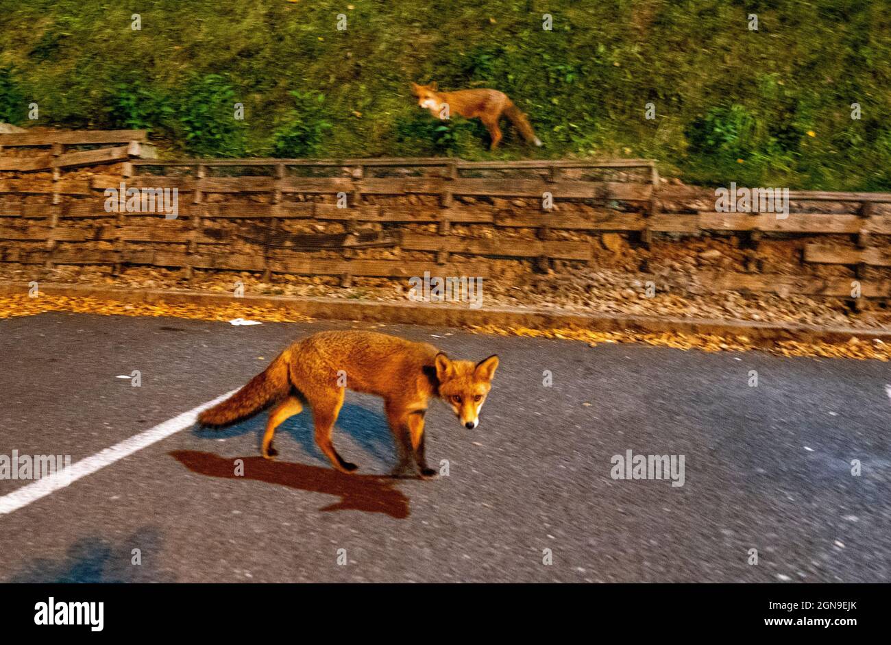 A pair of urban foxes look for food at the Triumph Retail Park in Hunts ...