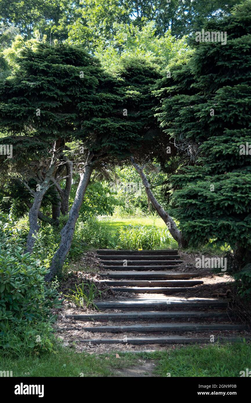Wooden steps lead visitors to a raised garden through overhanging trees ...