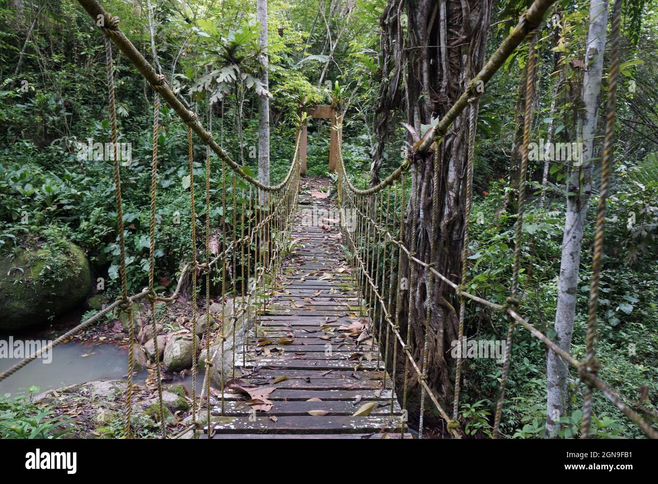 Wooden bridge over the river leading to the beautiful forest with dense ...