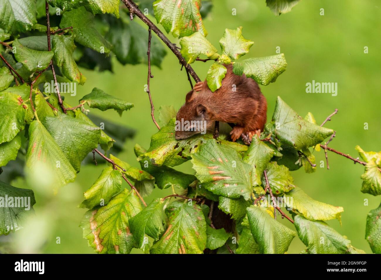 Red squirrel wet tree hi-res stock photography and images - Alamy