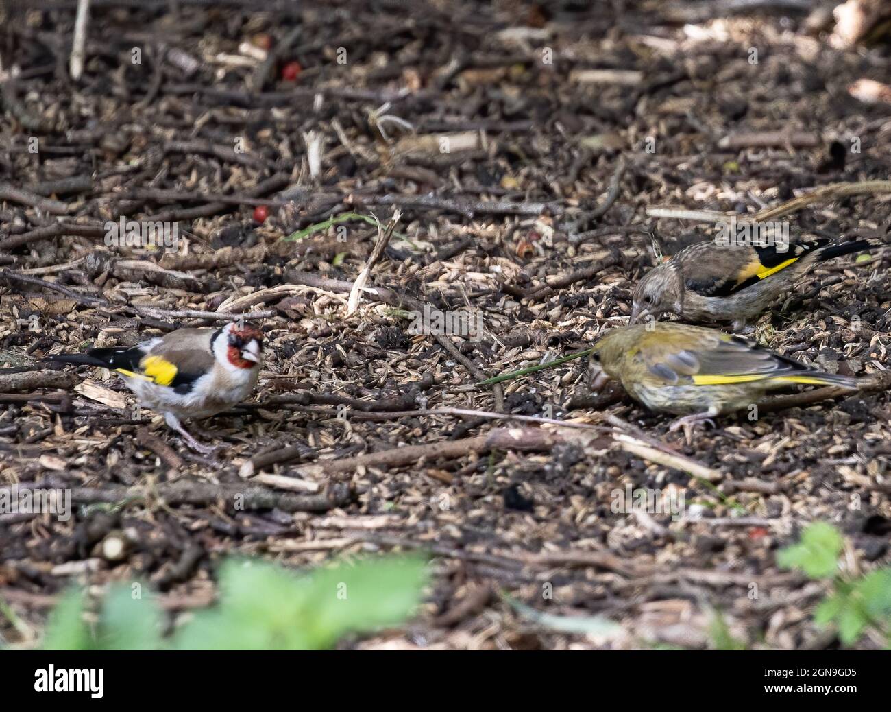 Group of greenfinch birds on a forest floor Stock Photo - Alamy