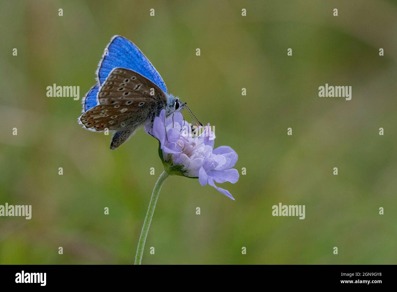 Male butterflies hi-res stock photography and images - Alamy