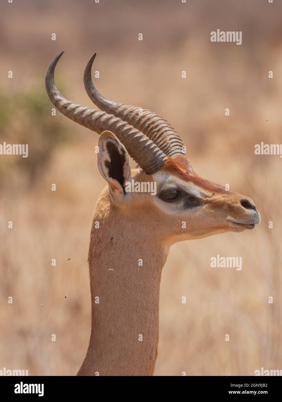 Gazelle in background hi-res stock photography and images - Alamy