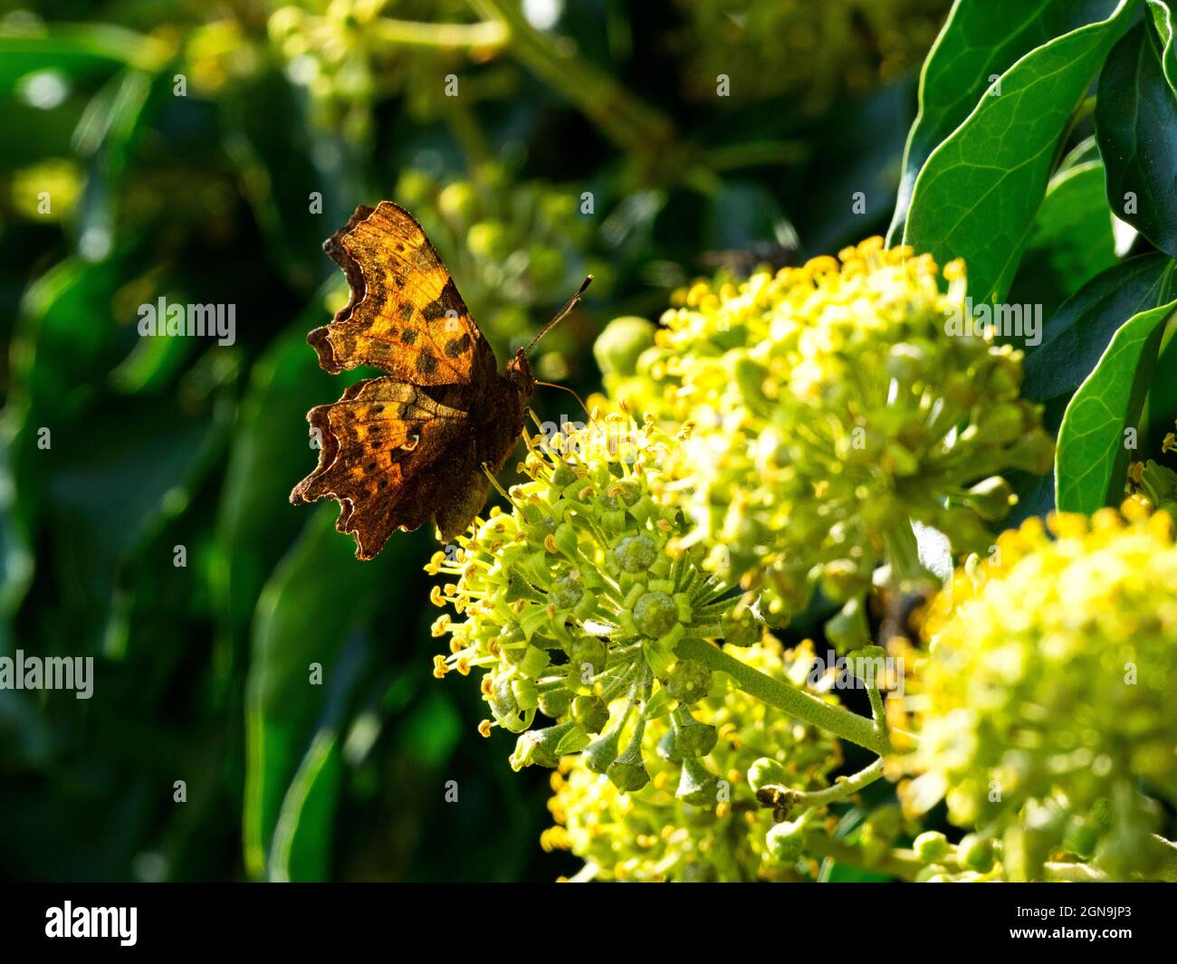 Comma Butterfly Polygonia c-album on Ivy in bloom, last insect food ...