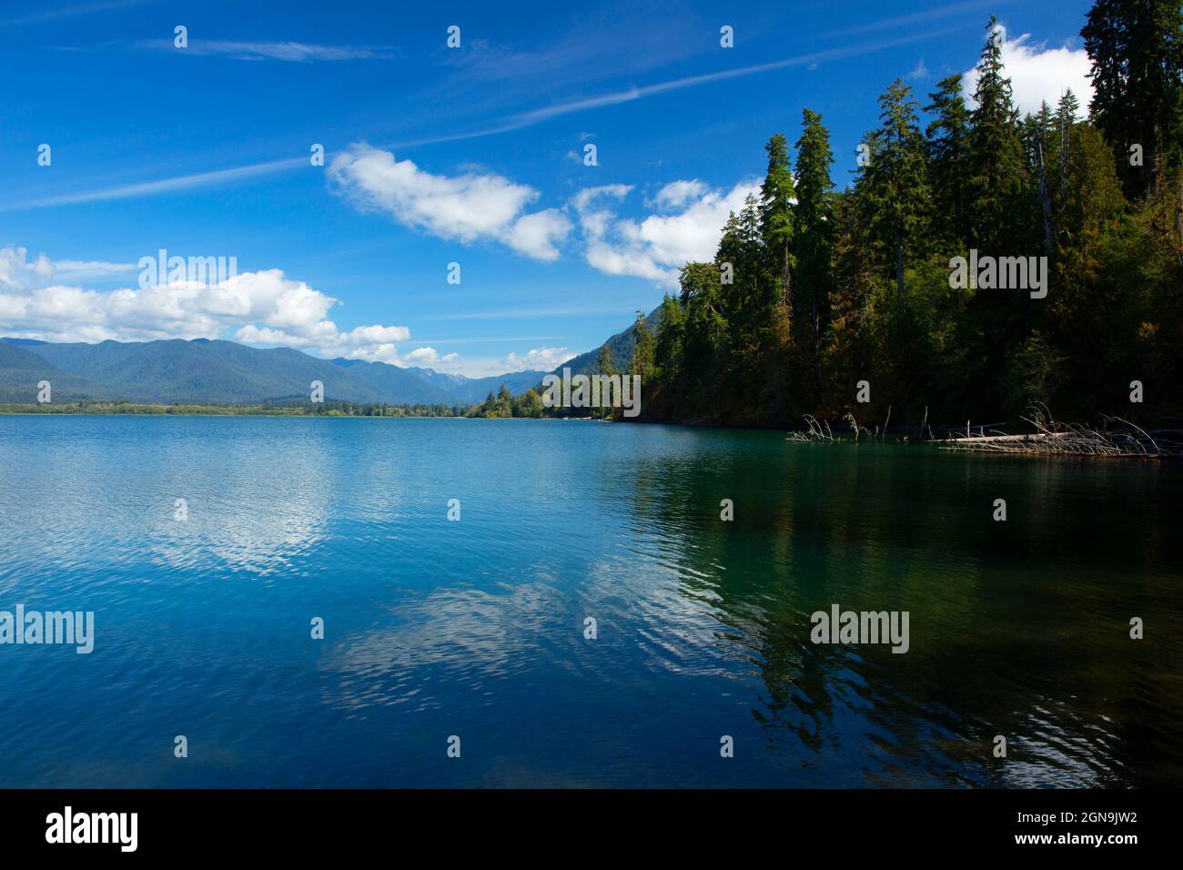 Temperate forest washington hi-res stock photography and images - Alamy