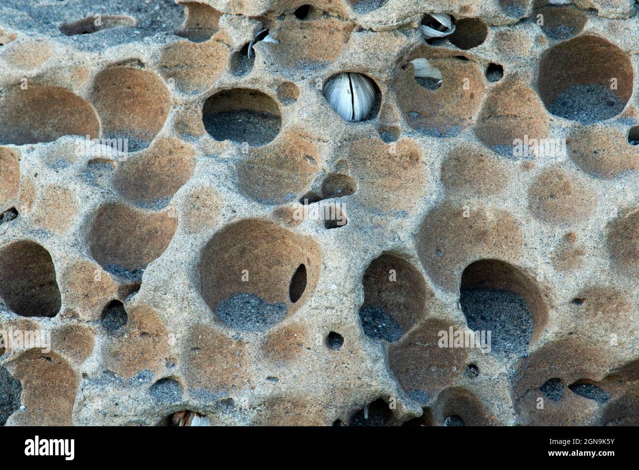 Can You Drill Holes In Seashells Clipart