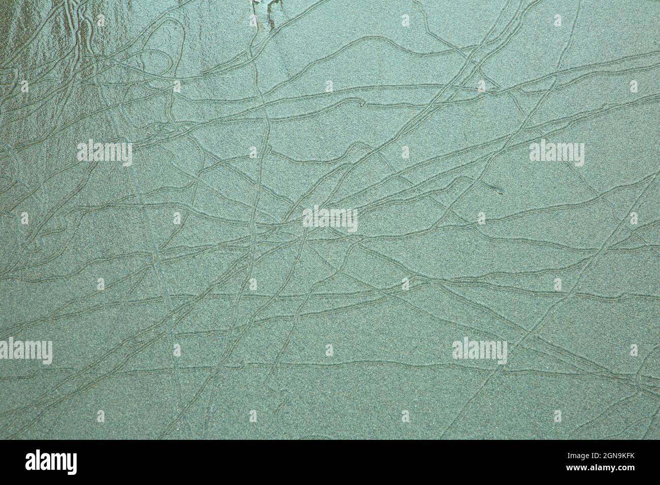 Snail tracks on Second Beach, Olympic National Park, Washington Stock ...