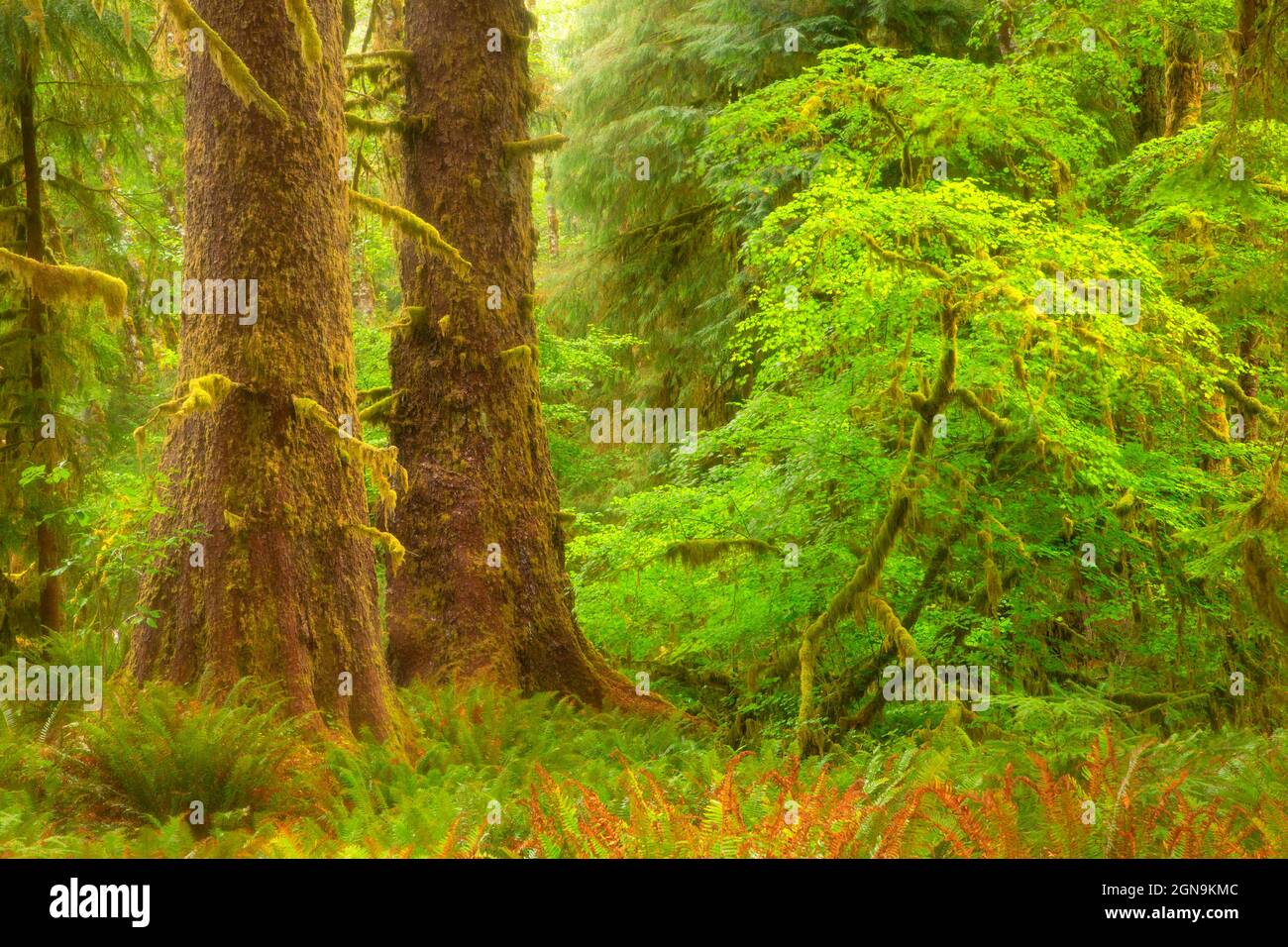 Ancient sitka spruce along Bogachiel Rain Forest Trail, Olympic ...