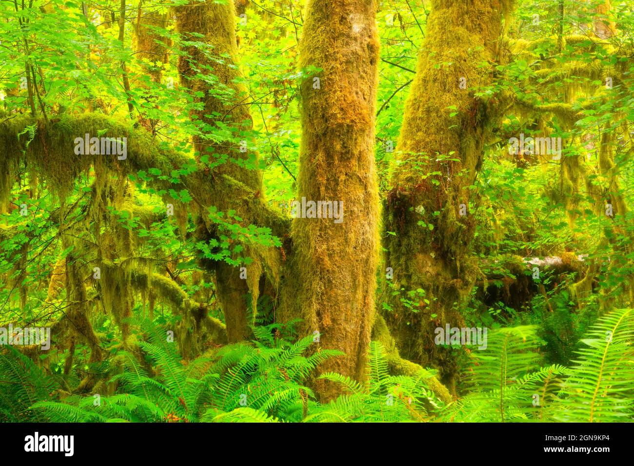 Red alder along Bogachiel Rain Forest Trail, Olympic National Forest ...