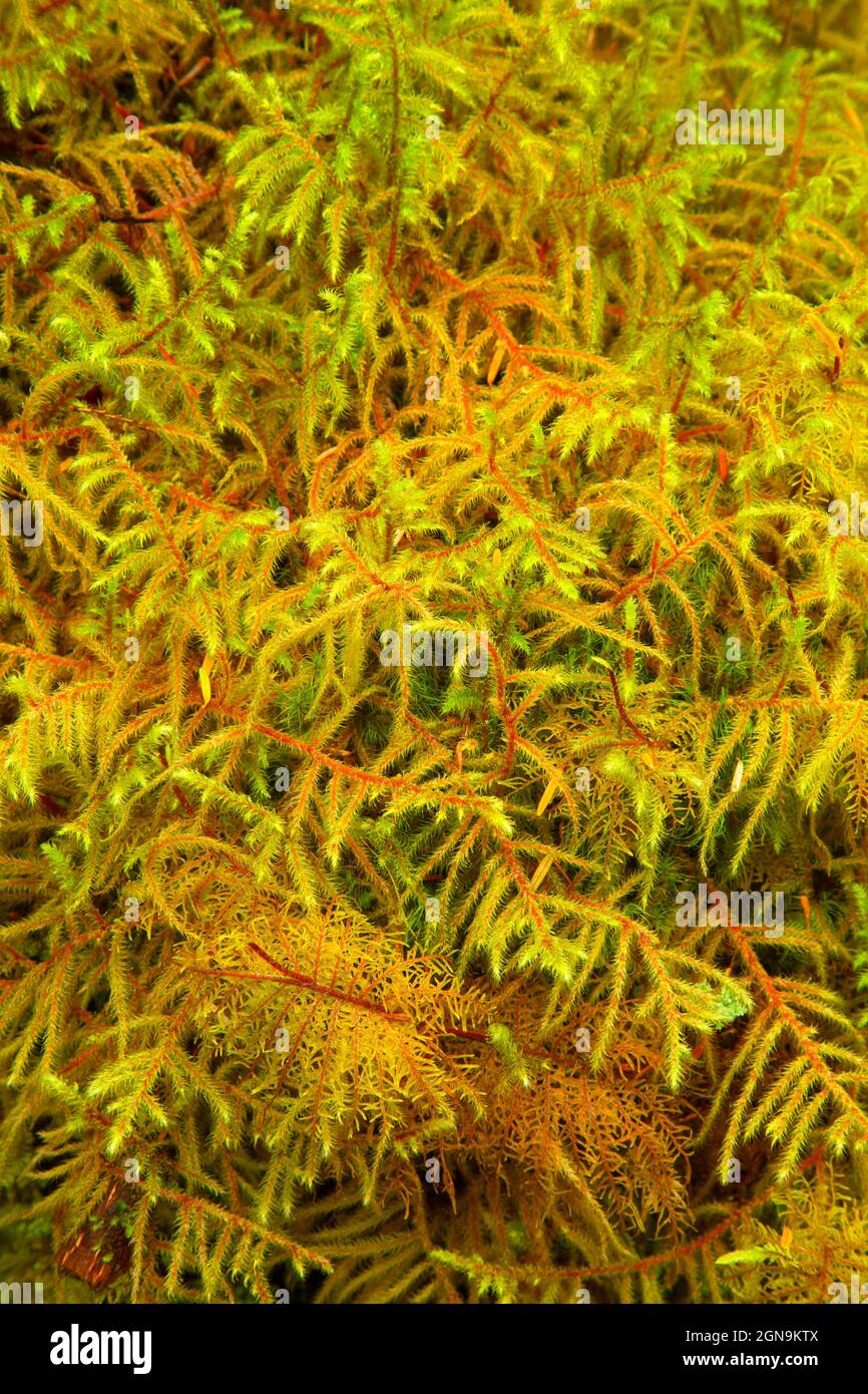 Club moss along Ira Spring Wetland Loop Trail, Olympic National Forest ...