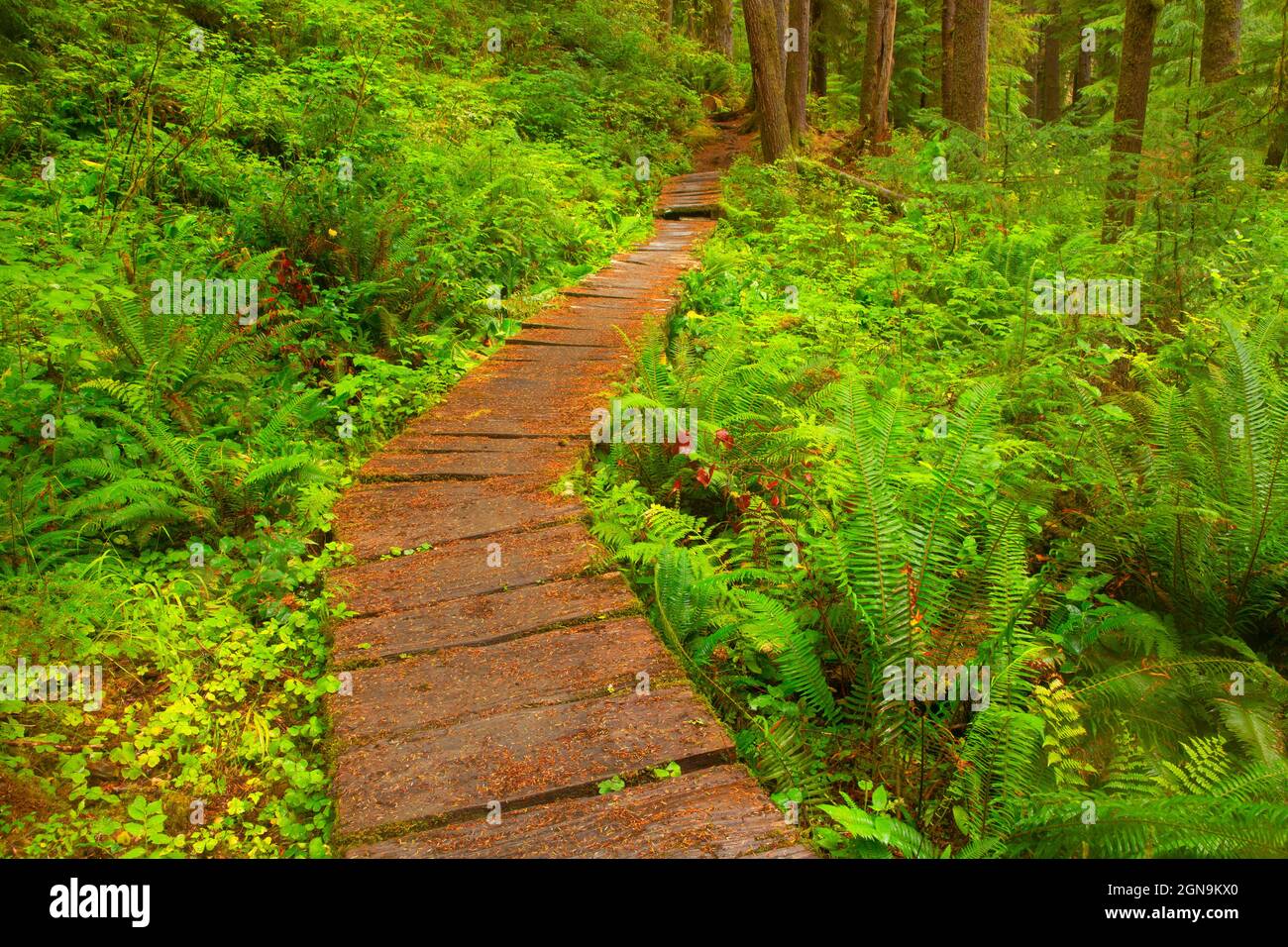 Ira Spring Wetland Loop Trail, Olympic National Forest, Washington ...