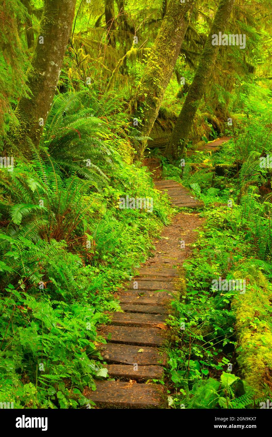 Ira Spring Wetland Loop Trail, Olympic National Forest, Washington ...