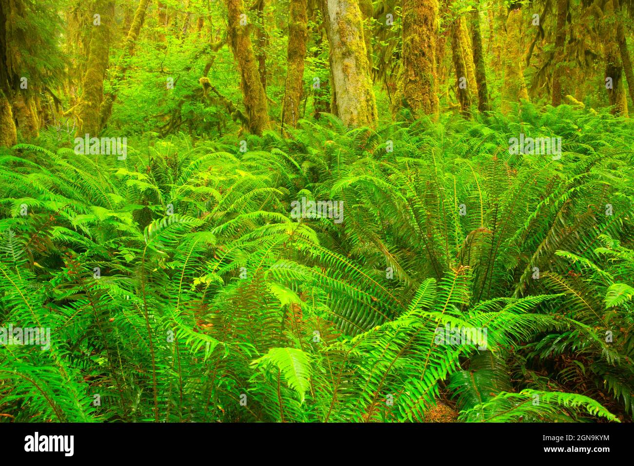 Western sword fern (Polystichum munitum) along Ira Spring Wetland Loop ...