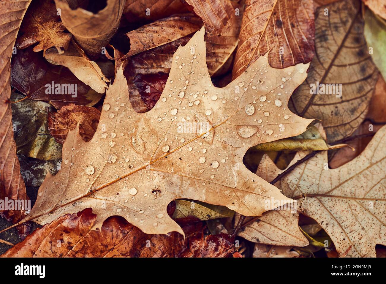 Autumn leaf on ground with raindrops Stock Photo - Alamy