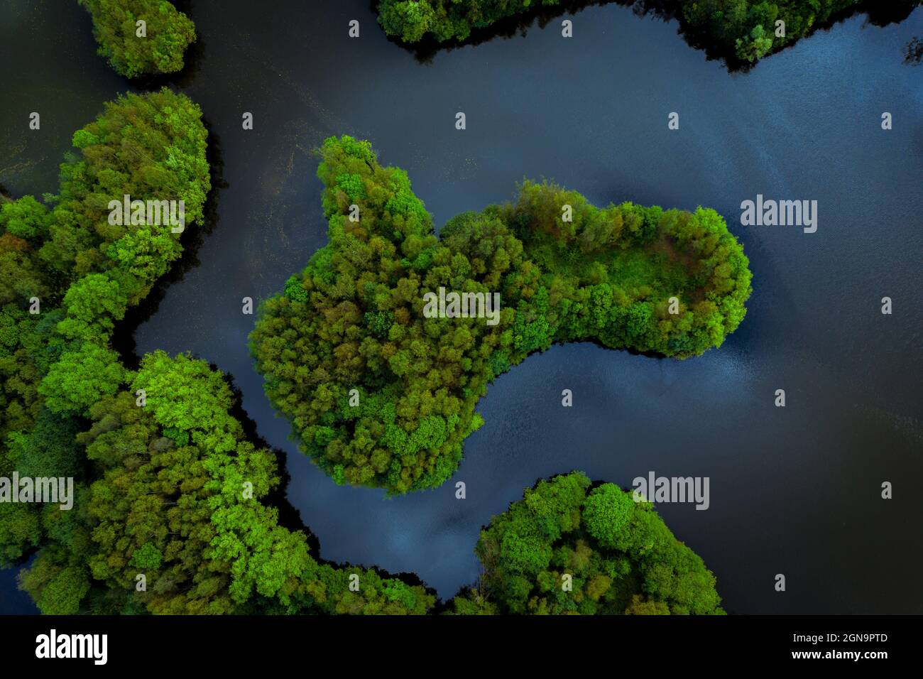 Tropical rainforest canopy trees hi-res stock photography and images ...