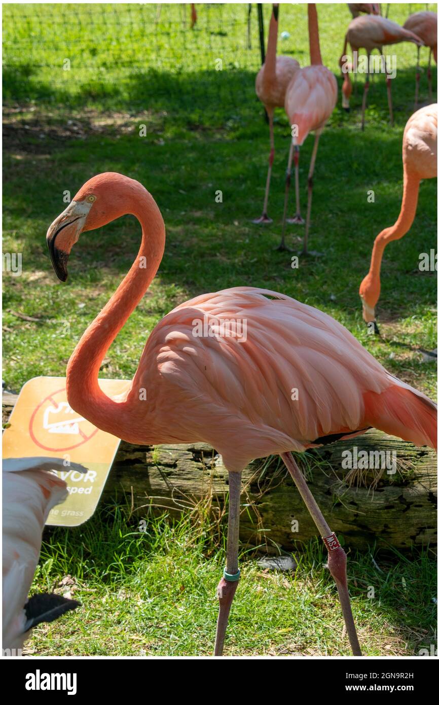Vertical shot of a flamboyance of flamingos in a field under the ...