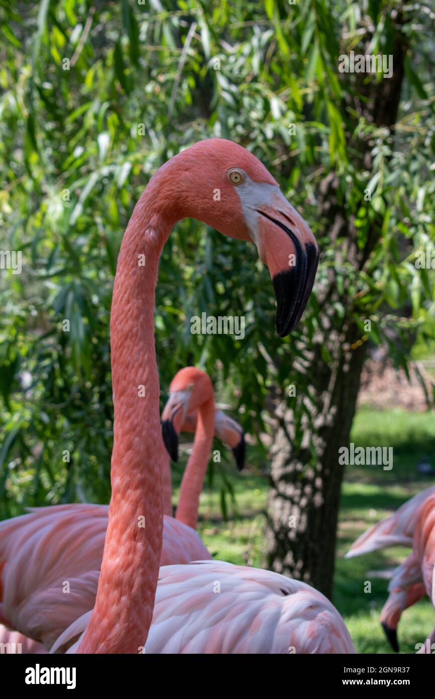 Vertical shot of a flamboyance of flamingos in a field under the ...