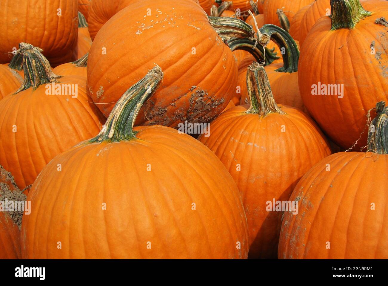 Hay bales autumn leaves hi-res stock photography and images - Alamy