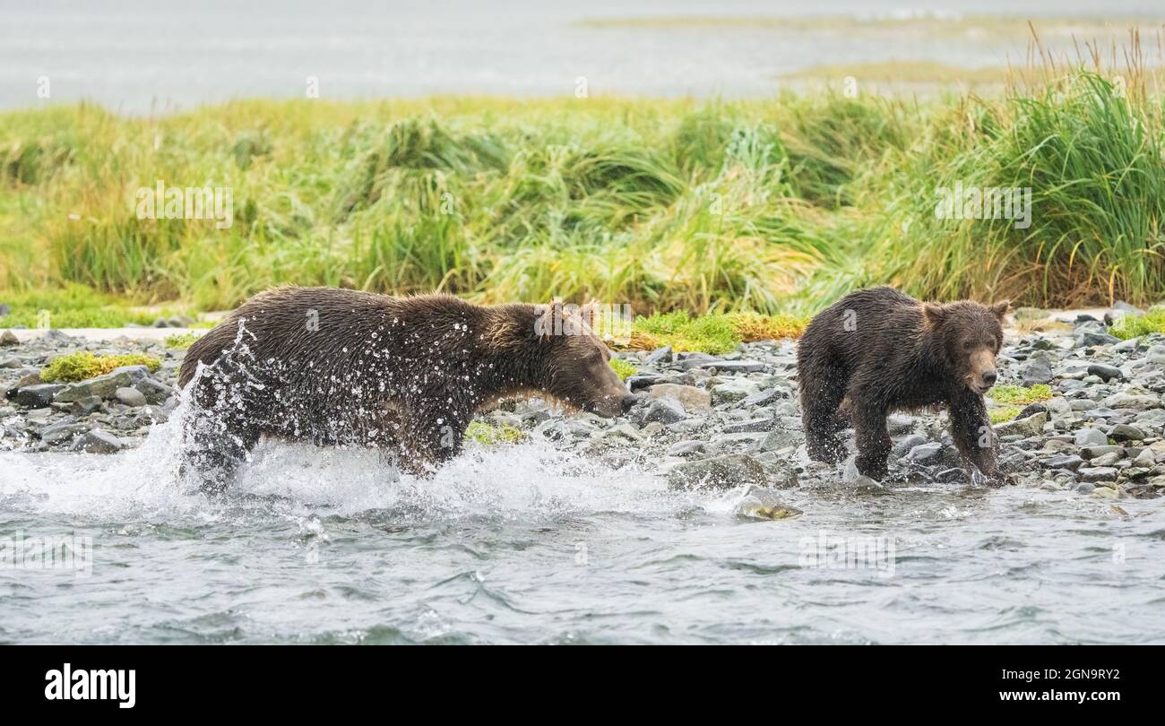 Brown Bear sow and cub chasing salmon in Katmai National Park in ...