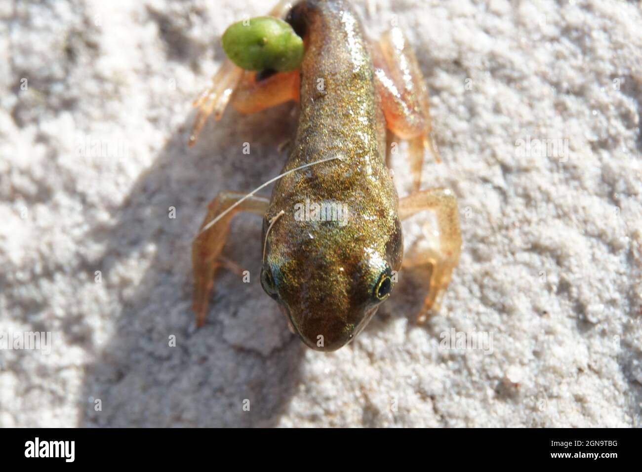 Pea frog hi-res stock photography and images - Alamy