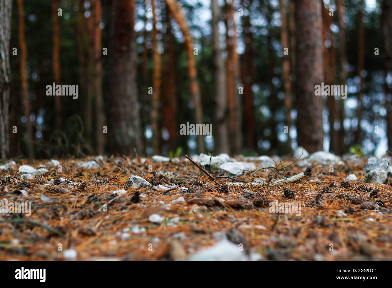 Defocus many fur and pine tree trunk growing on forest floor of crushed ...