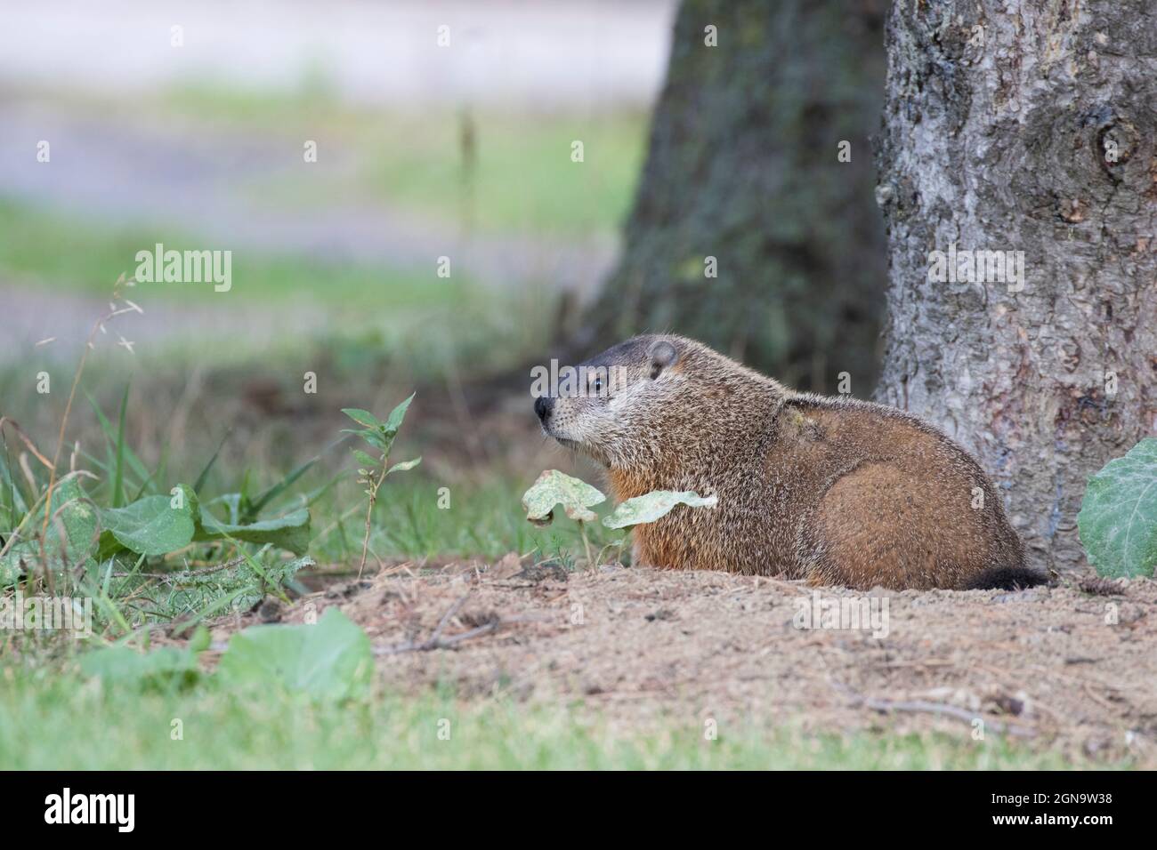 groundhog (Marmota monax), also known as a woodchuck Stock Photo - Alamy