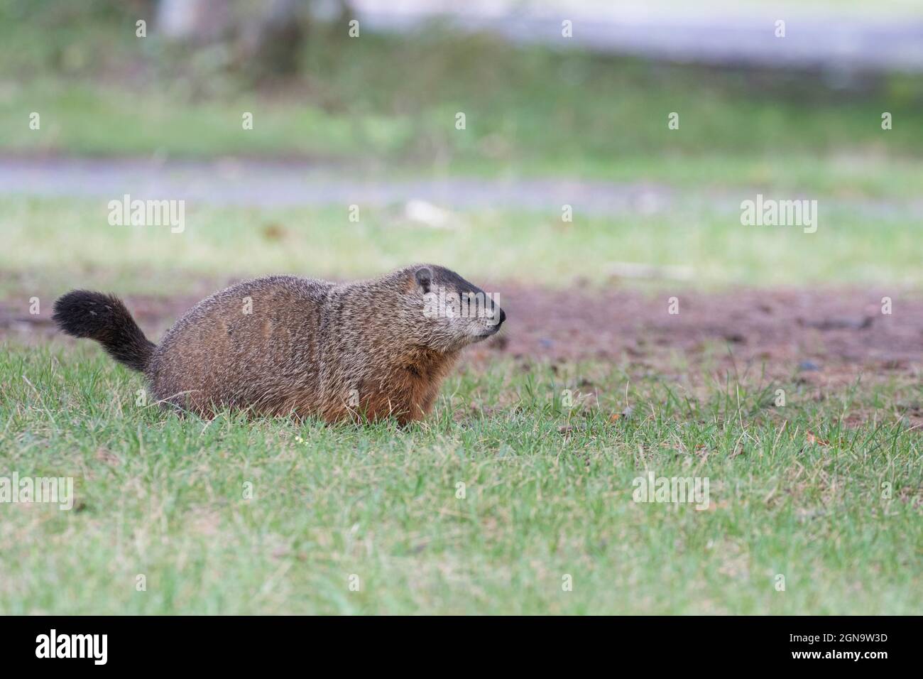 groundhog (Marmota monax), also known as a woodchuck Stock Photo - Alamy