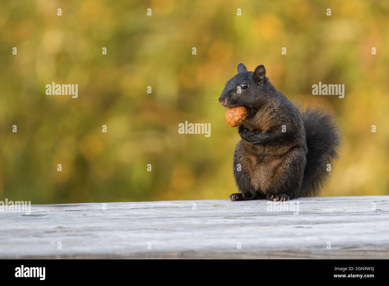 eastern gray squirrel (Sciurus carolinensis Stock Photo - Alamy
