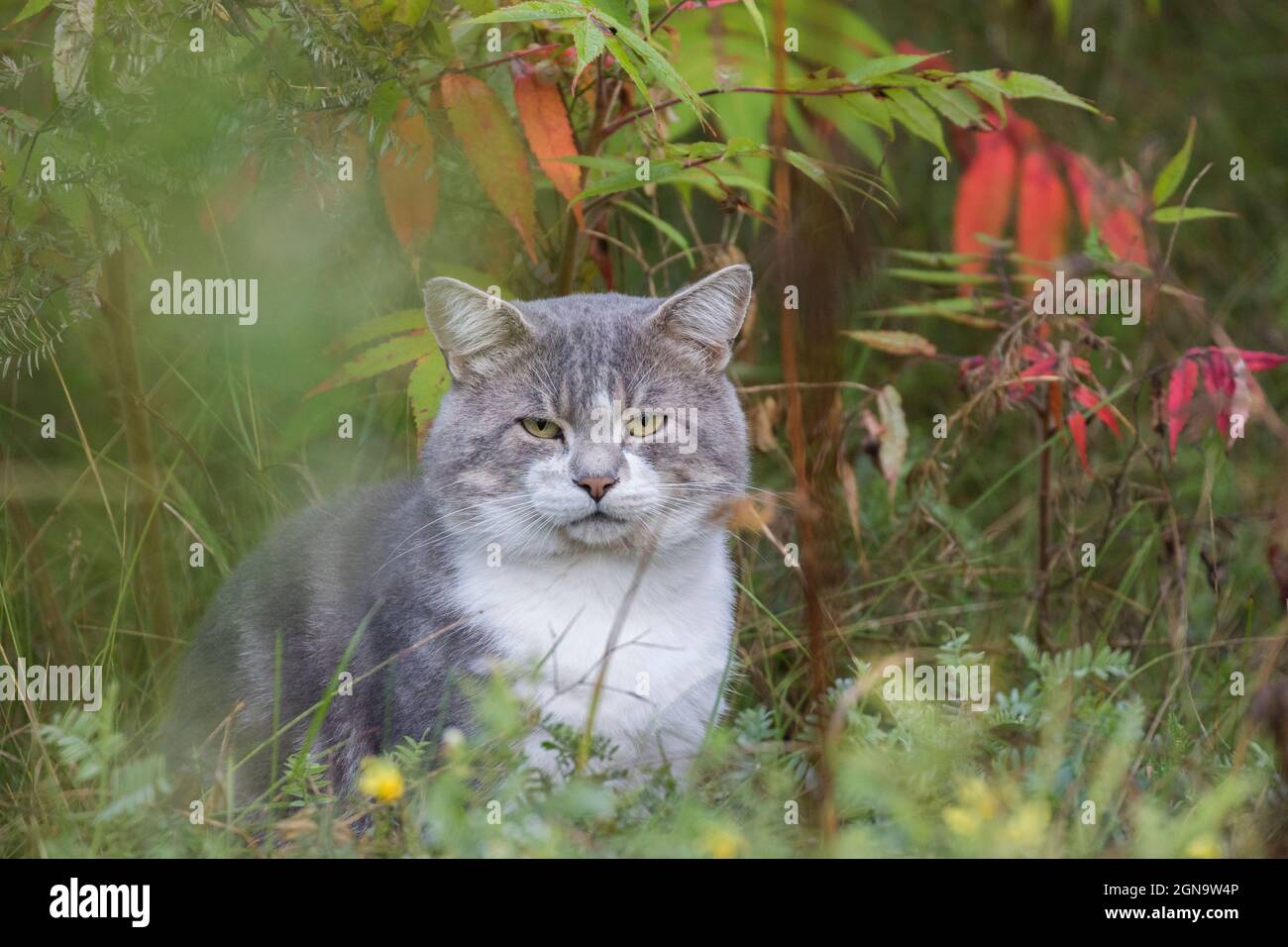 grey feral cat in autumn Stock Photo - Alamy