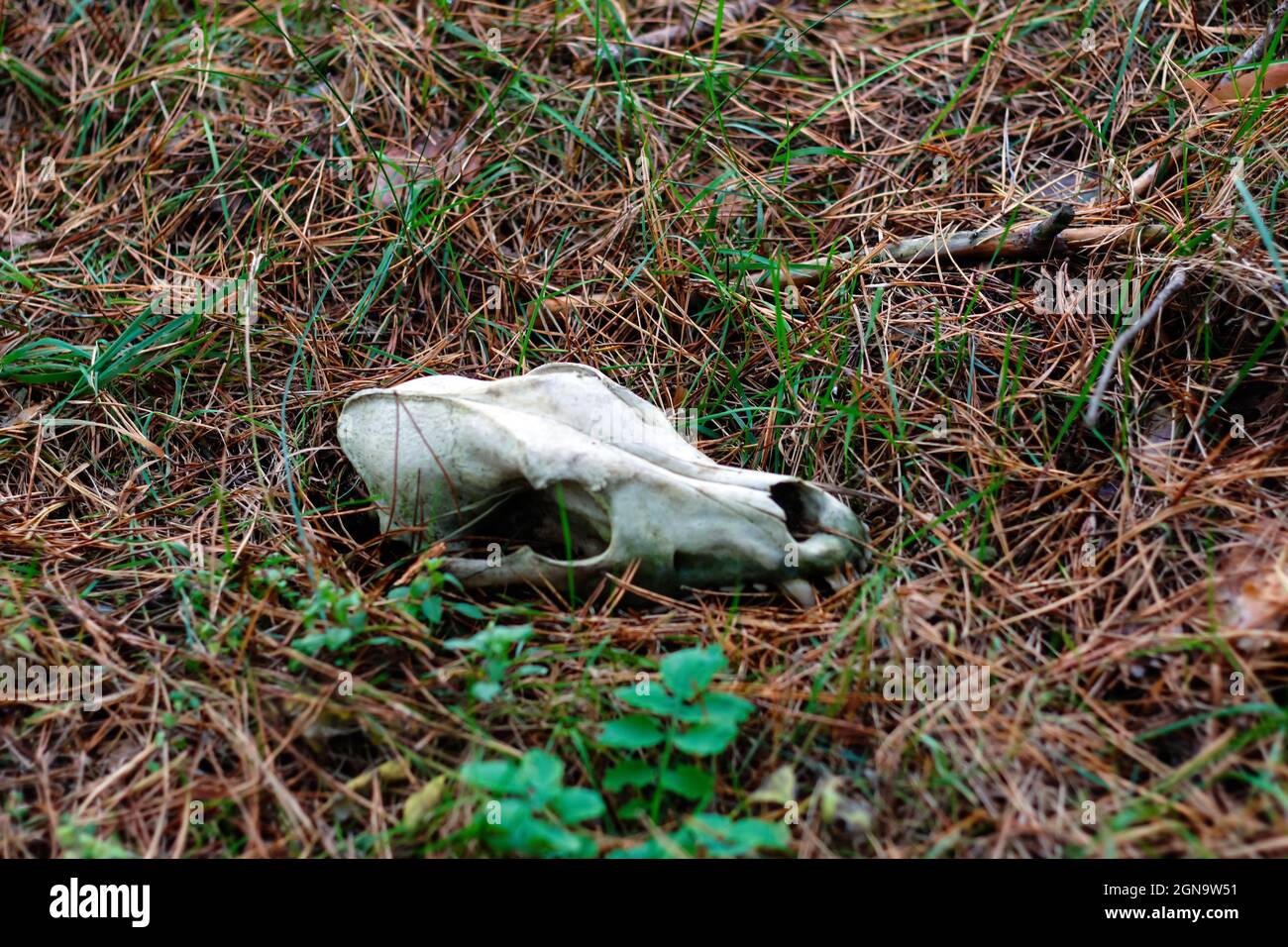 Dog skull anatomy hi-res stock photography and images - Alamy