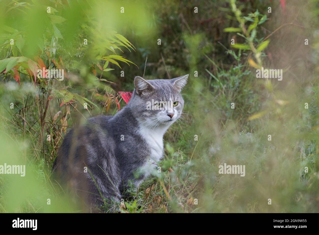 grey feral cat in autumn Stock Photo - Alamy