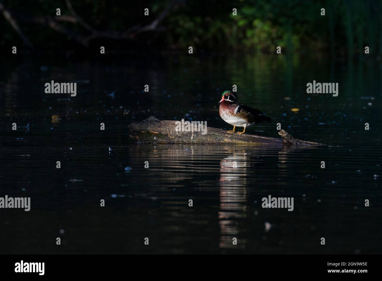 wood ducks in early fall season Stock Photo - Alamy