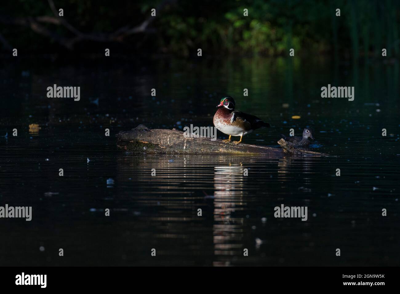 Silver wood duck hi-res stock photography and images - Alamy