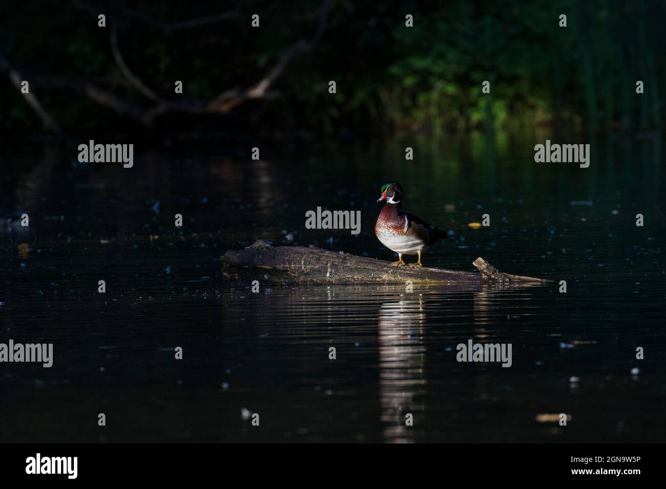 Silver wood duck hi-res stock photography and images - Alamy